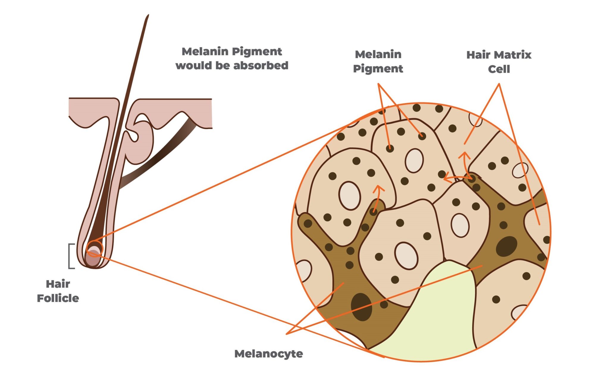 Kasoku Japan - Accel Mall